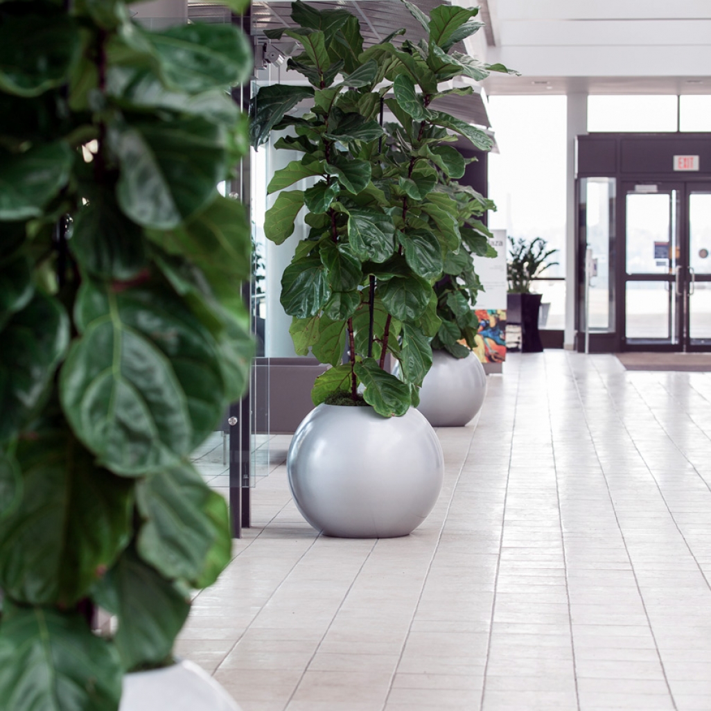 Live Interior Plants, Planters, and Greenery - Greenjeans Interiorscape