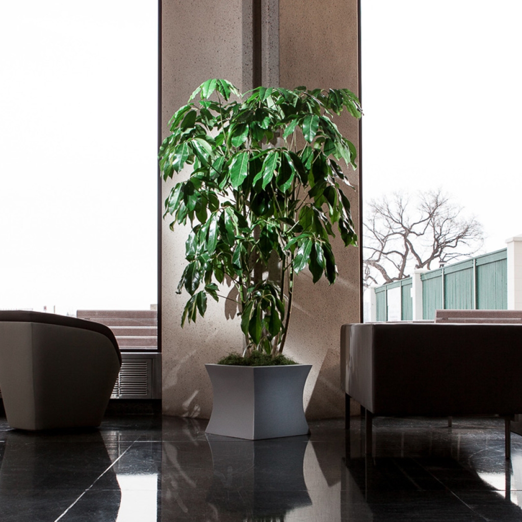 Live Interior Plants, Planters, and Greenery - Greenjeans Interiorscape