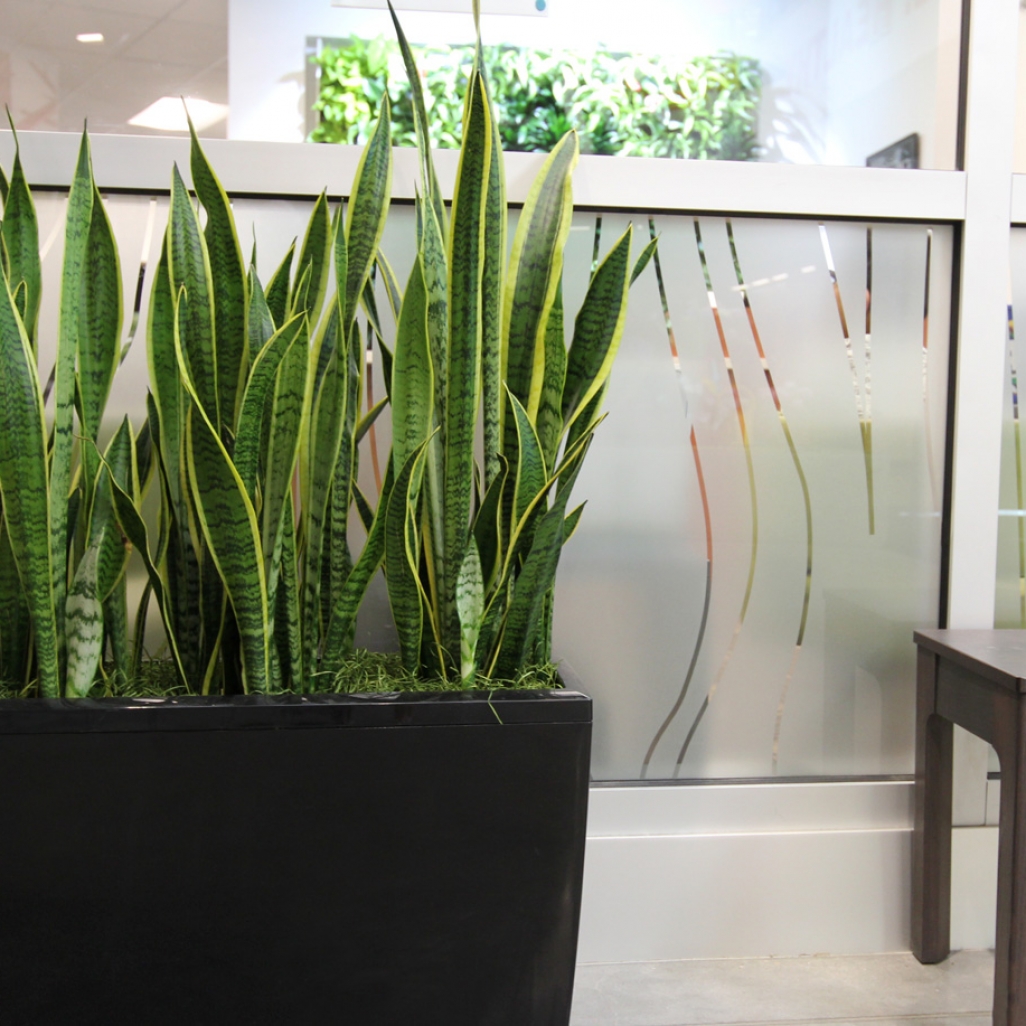 Live Interior Plants, Planters, and Greenery - Greenjeans Interiorscape