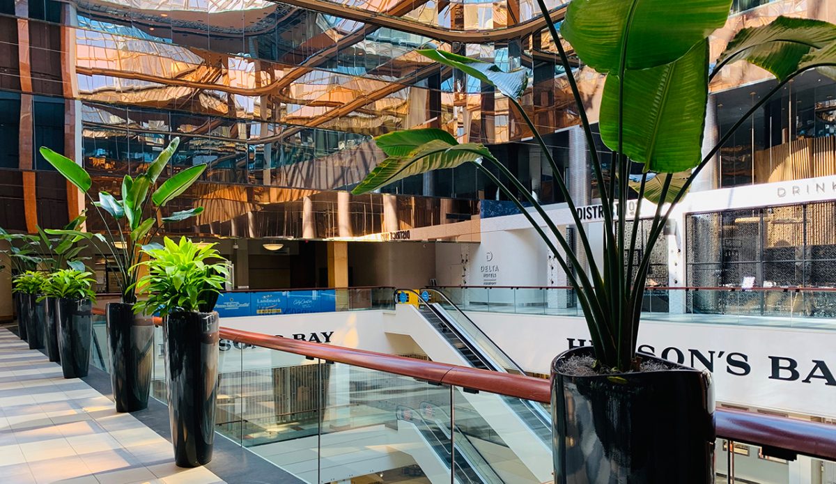 Our Roots - Greenjeans Interiorscape