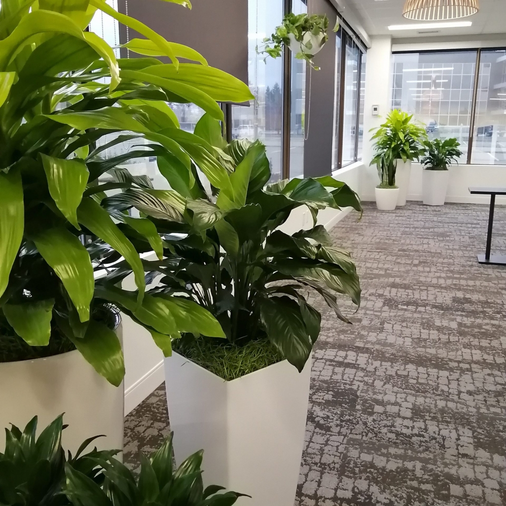 Live Interior Plants, Planters, and Greenery - Greenjeans Interiorscape