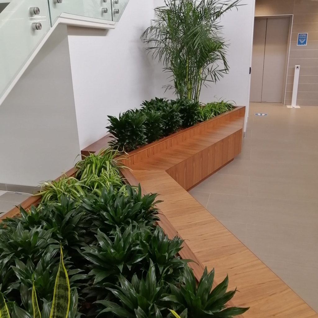 Live Interior Plants, Planters, and Greenery - Greenjeans Interiorscape