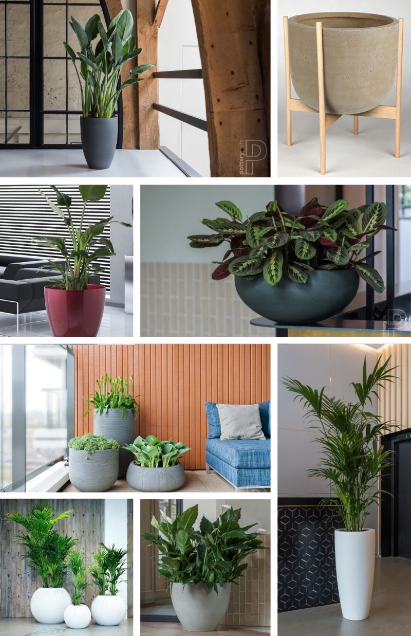 Live Plants & Planters - Greenjeans Interiorscape
